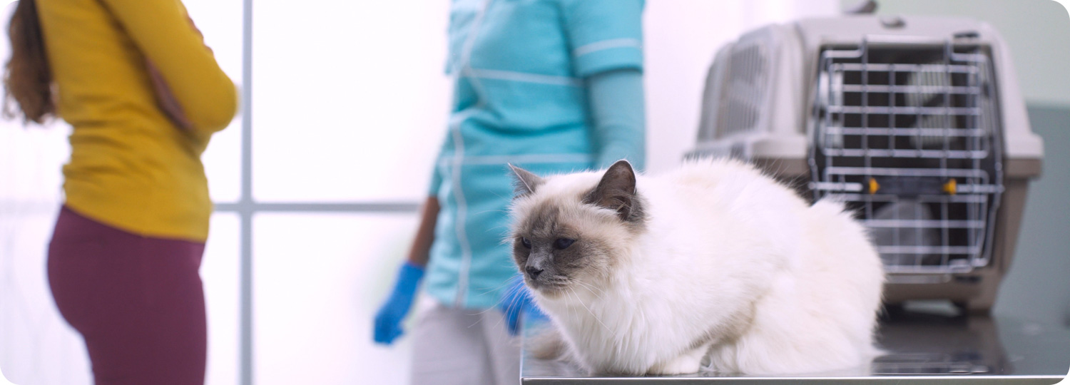 Learn: free, high quality, CPD for the veterinary profession